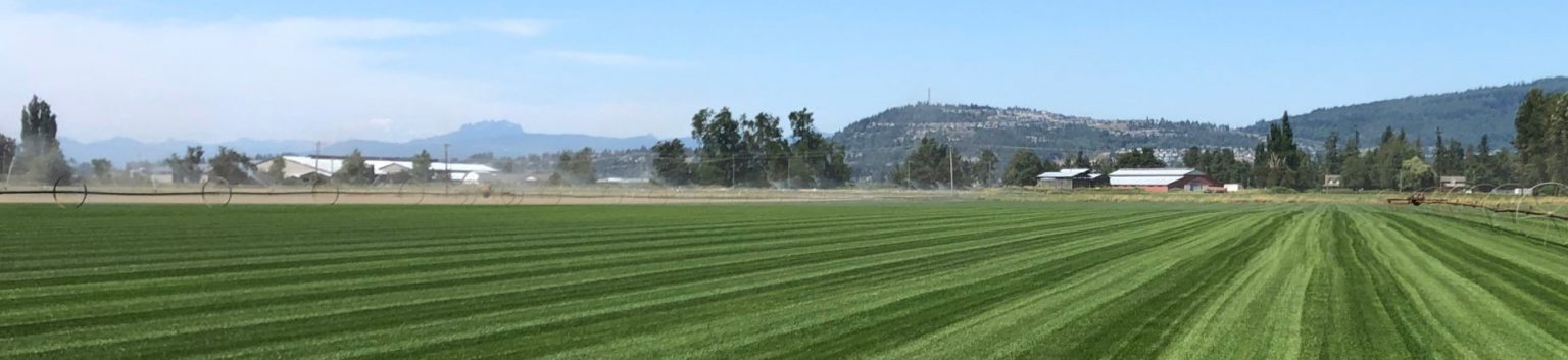 Pro Turf Premium Tall Fescue Sod - Professional Turf Growers